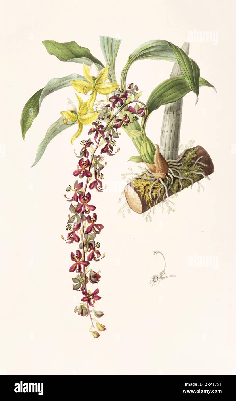 Stunning orchid plant and flowers indigenous to Mexico and Guatemala ...