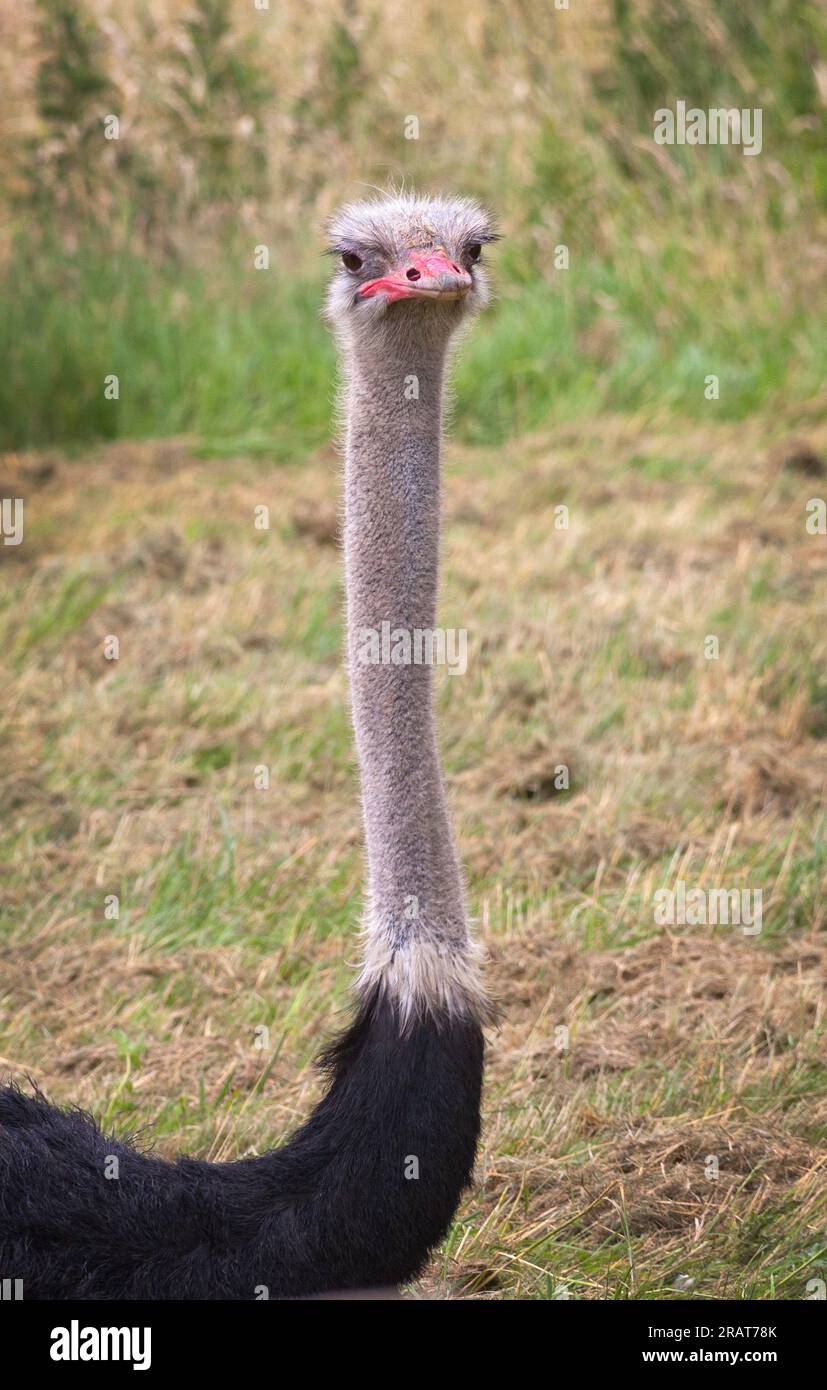 Common Ostrich, Struthio camelus. Portrait Stock Photo - Alamy