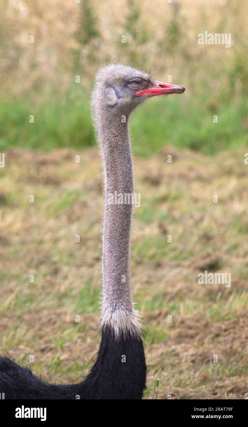 Common Ostrich, Struthio camelus. Portrait Stock Photo - Alamy