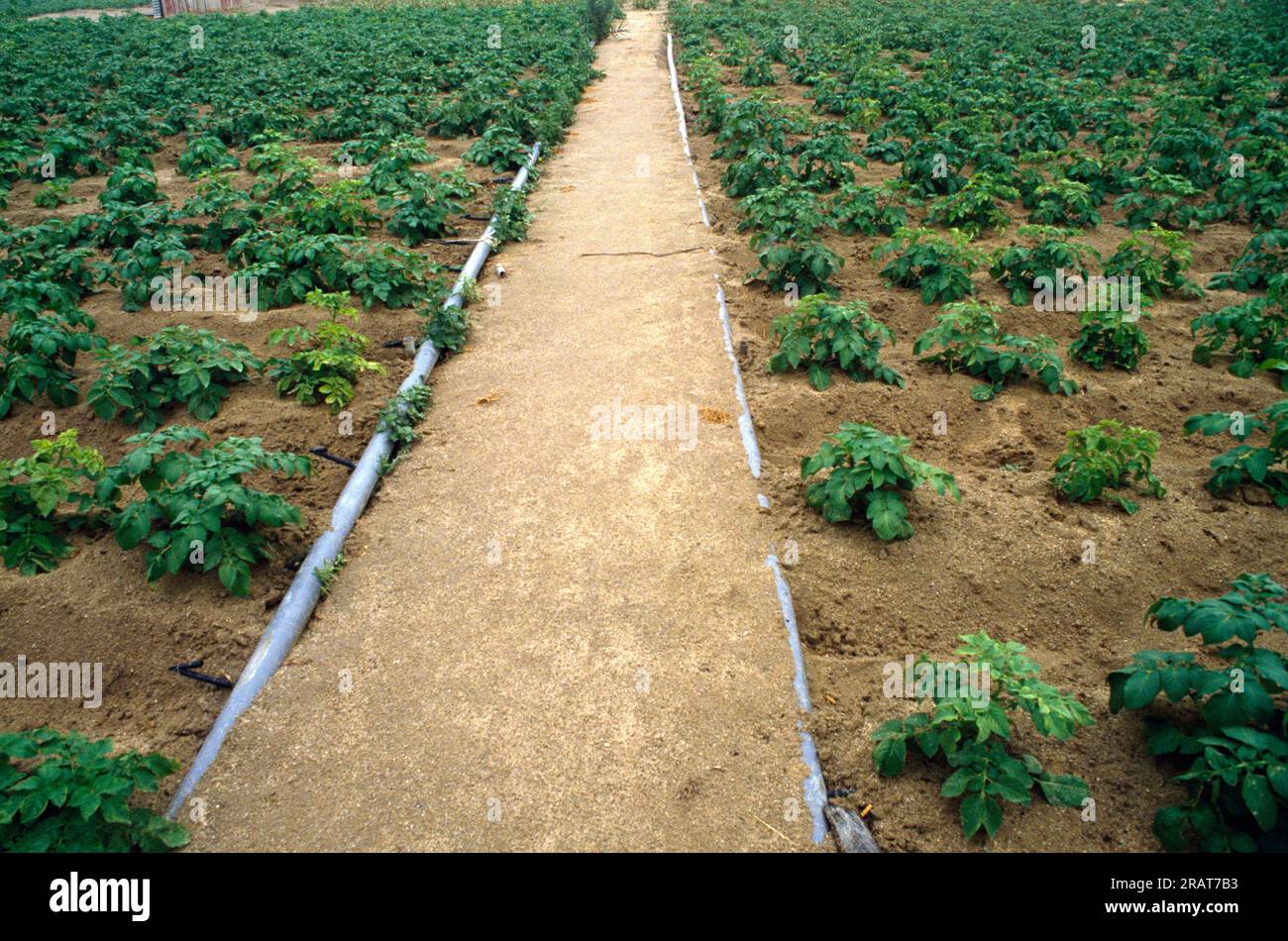 Wafra Kuwait Pathway Between Crops of Potatoes Growing Stock Photo - Alamy