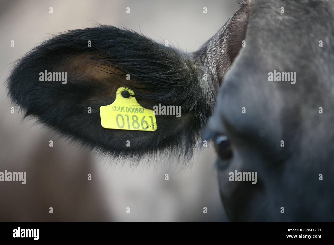 An yellow ear tag on a black and white cow Stock Photo - Alamy