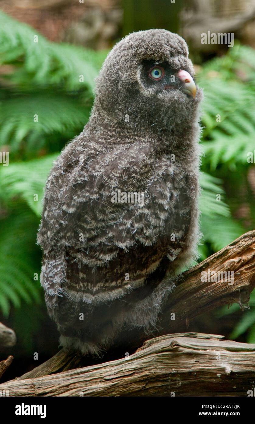 Great Grey Owl chick, Strix nebulosa Stock Photo - Alamy