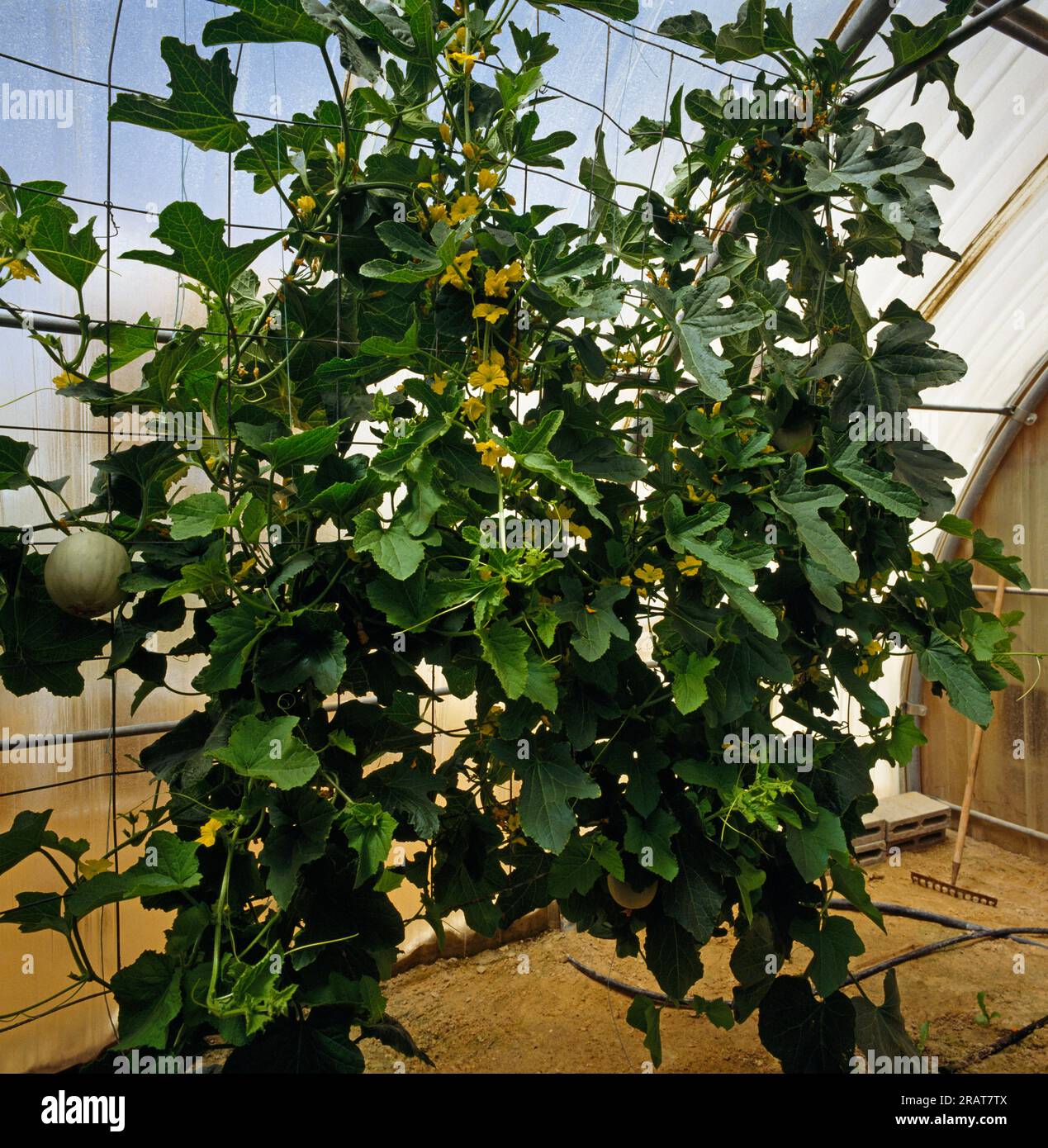 Al Hufuf Saudi Arabia Melons Growing In Greenhouse Stock Photo - Alamy