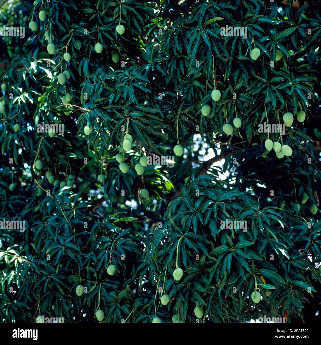 Trinidad and Tobago Mango Tree Stock Photo - Alamy
