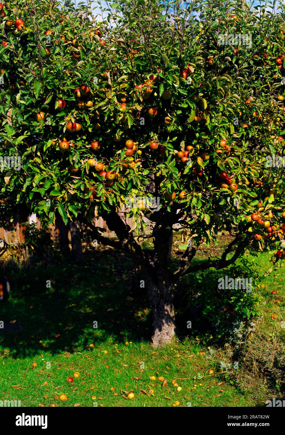 Fruiting apple tree hi-res stock photography and images - Alamy
