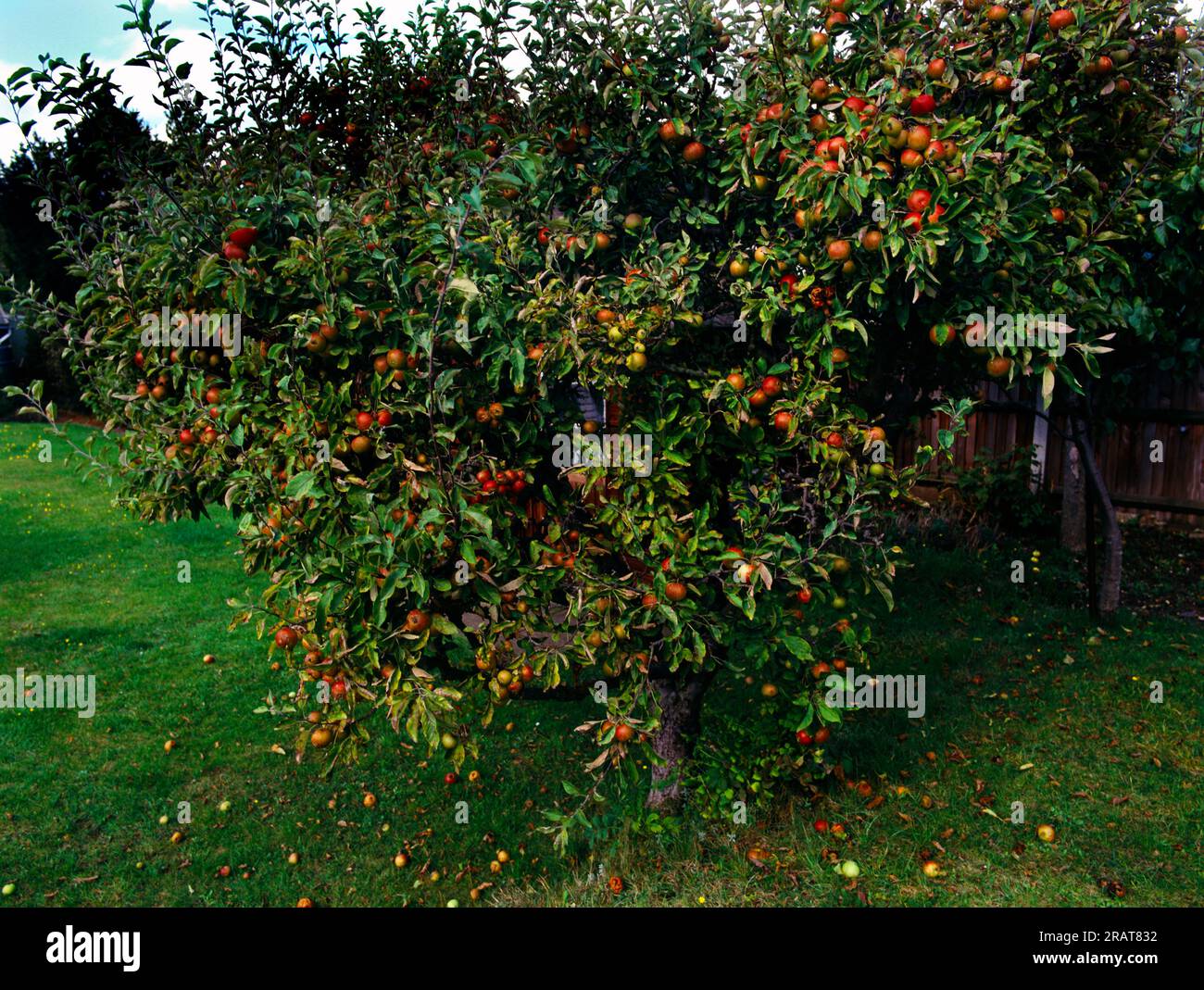 Fruiting apple tree hi-res stock photography and images - Alamy