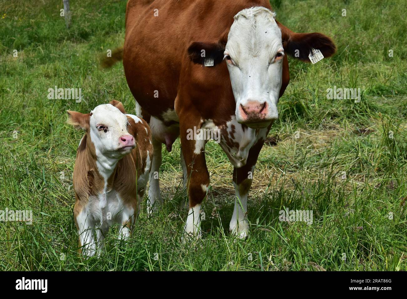 Little calf and its mother Stock Photo - Alamy