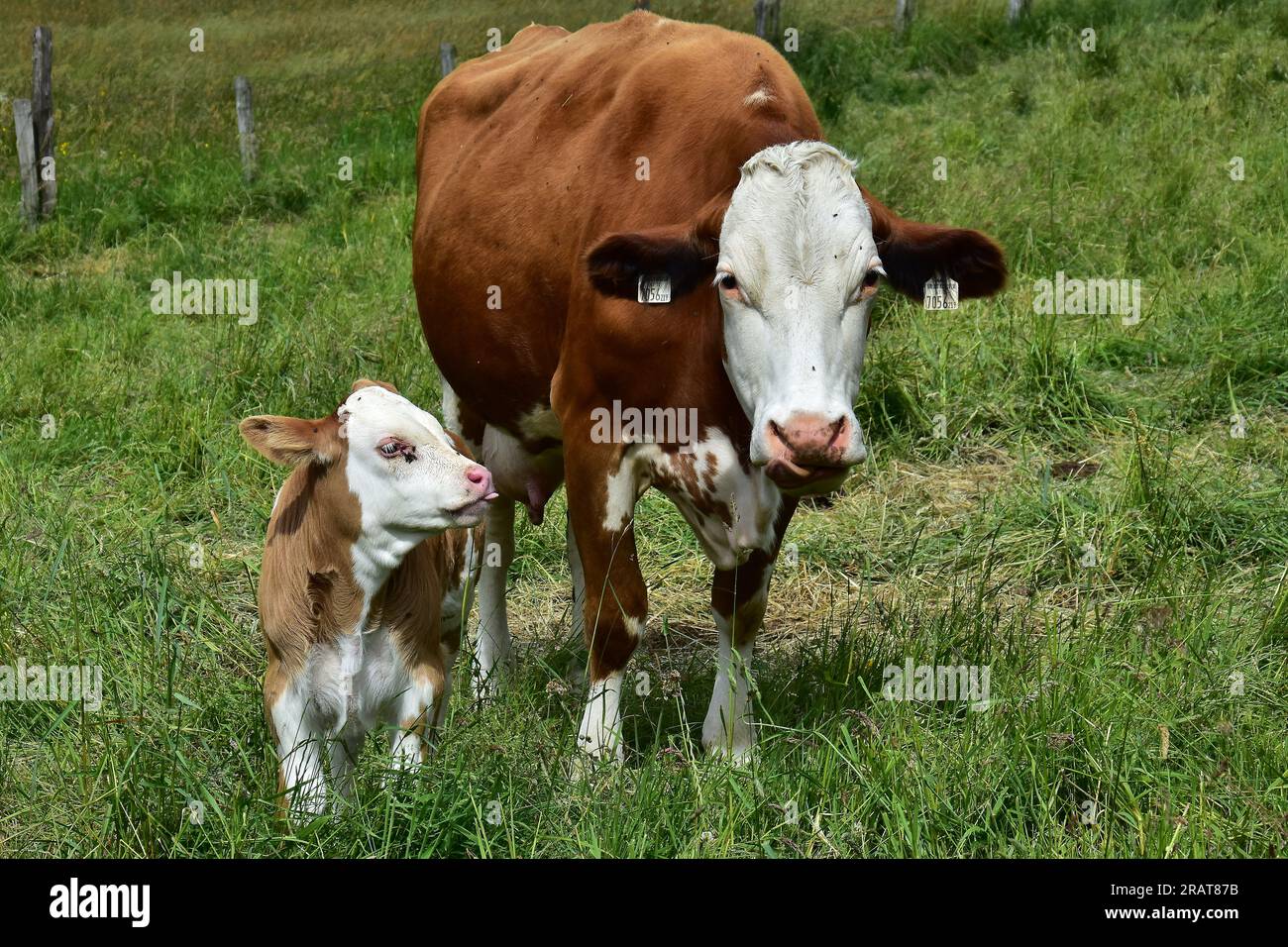 Little calf and its mother Stock Photo - Alamy