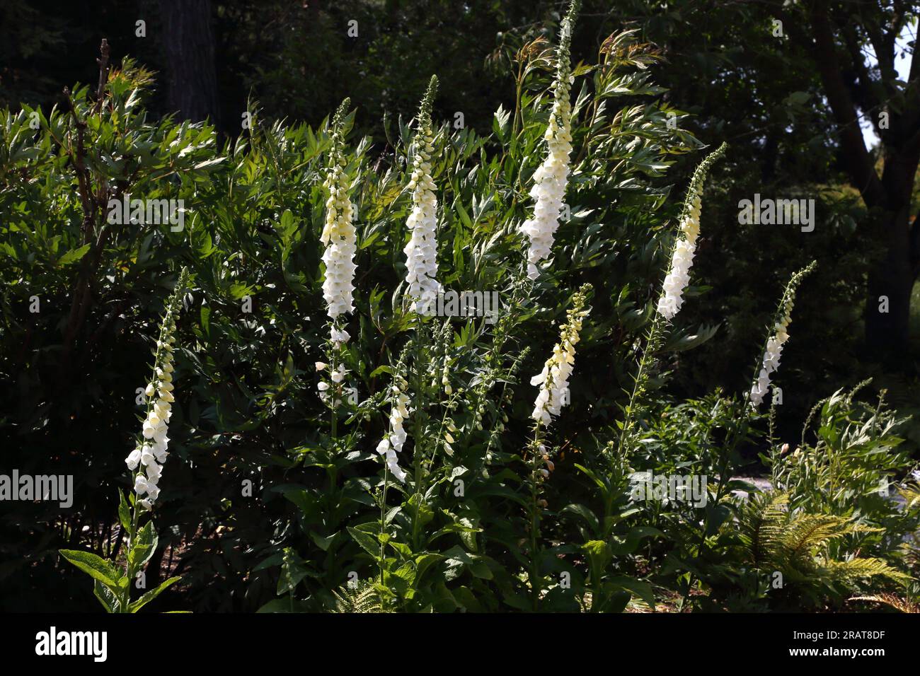 white foxglove Digitalis purpurea f. albiflora Stock Photo - Alamy