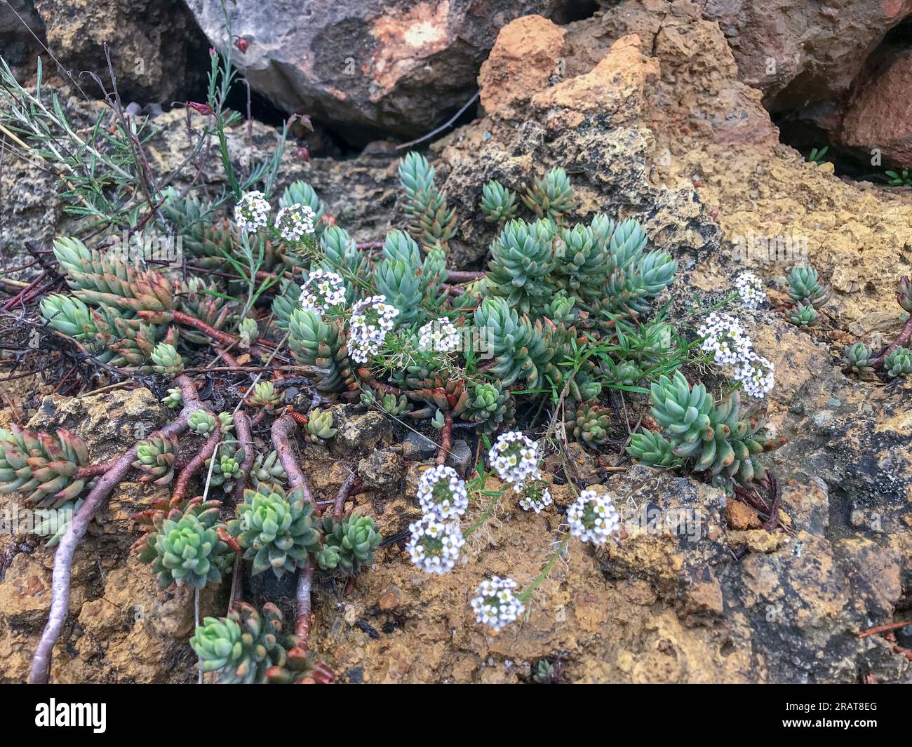 Mountain plant among rocks hi-res stock photography and images - Alamy