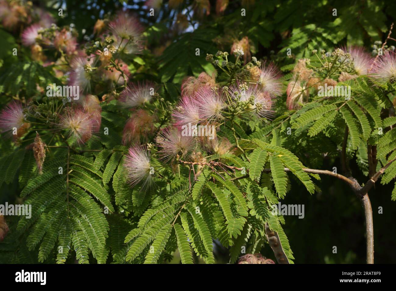 Vouliagmeni Greece Attica Pink Powder Puff (Calliandra surinamensis ...