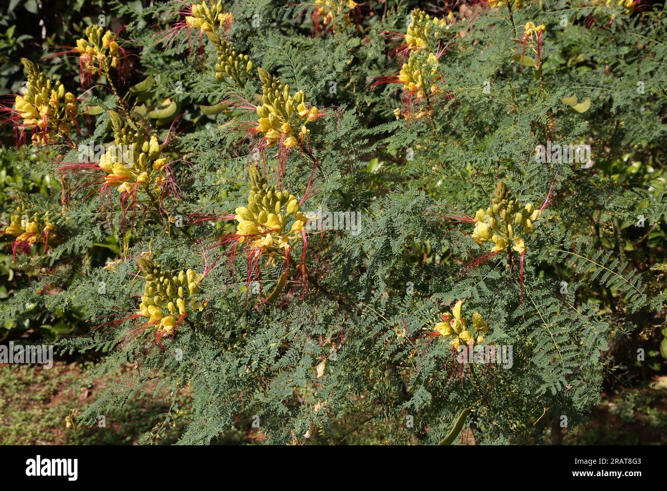 Vouliagmeni Attica Greece Yellow Bird of Paradise (Caesalpinia Gilliesi ...