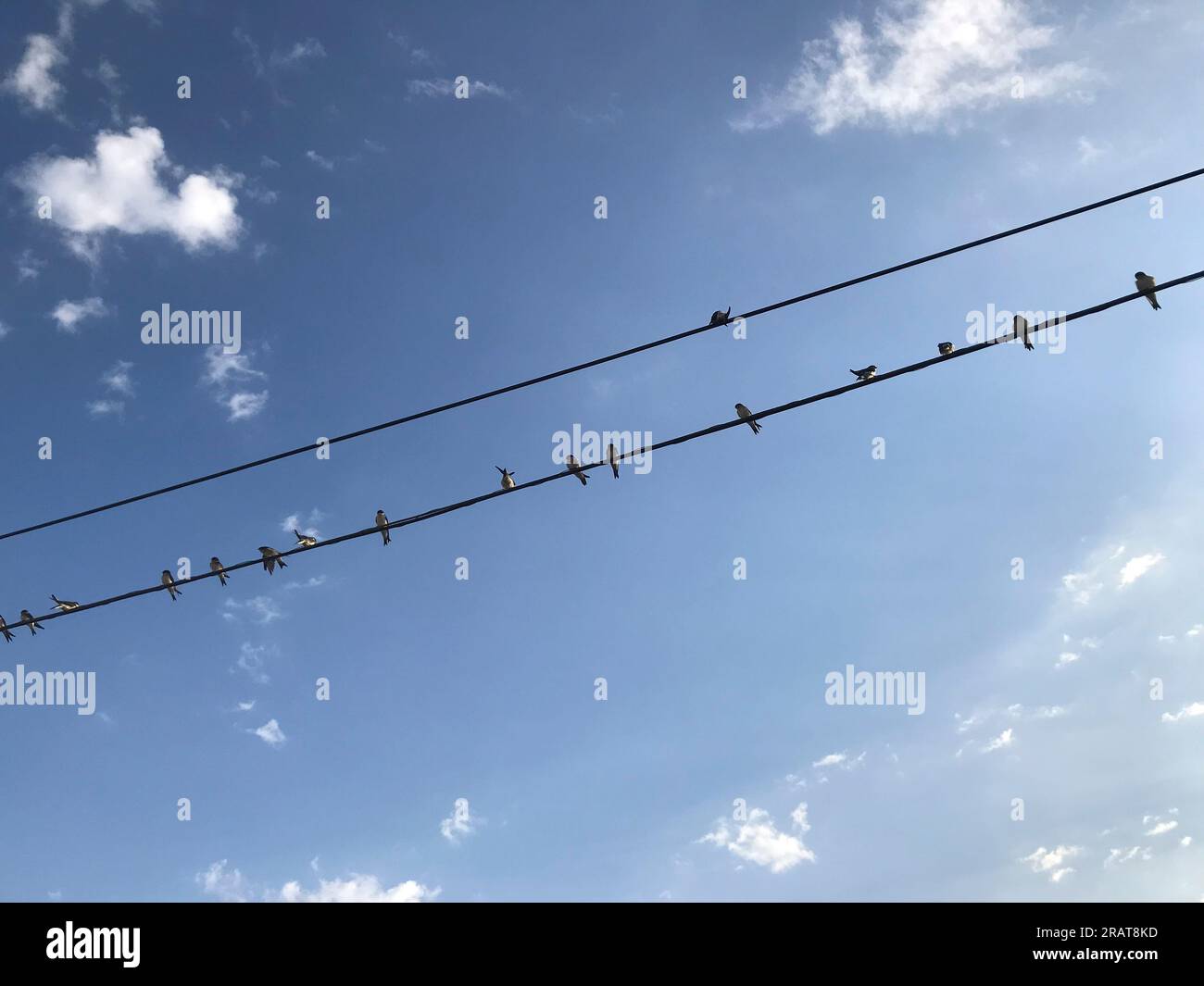 Flock of birds with several birds perched on power lines Stock Photo ...