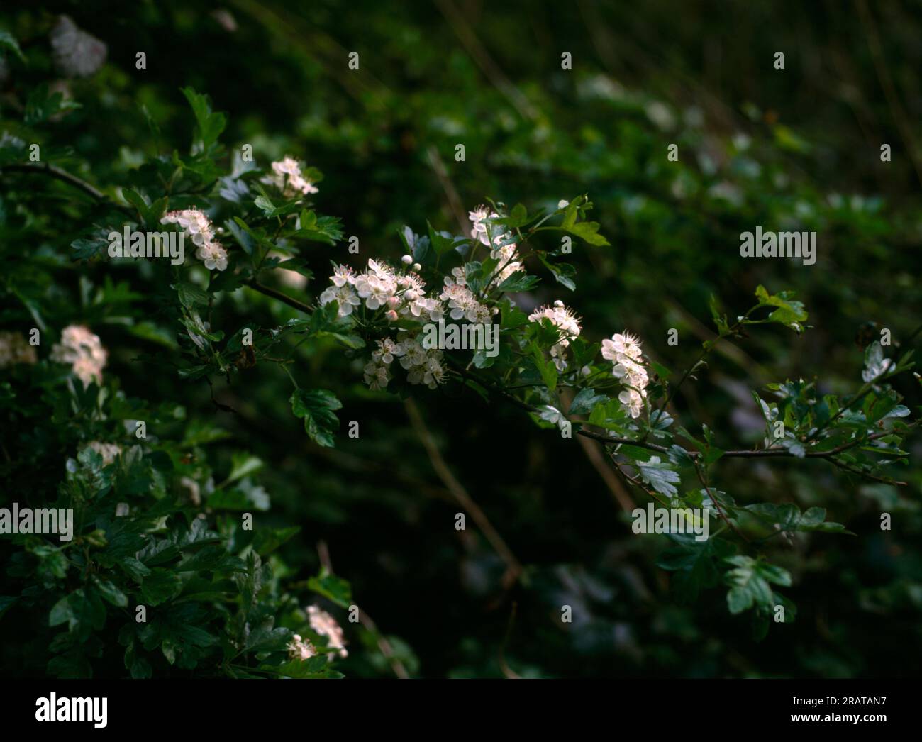 Hawthorn blossom green leaves hi-res stock photography and images - Alamy