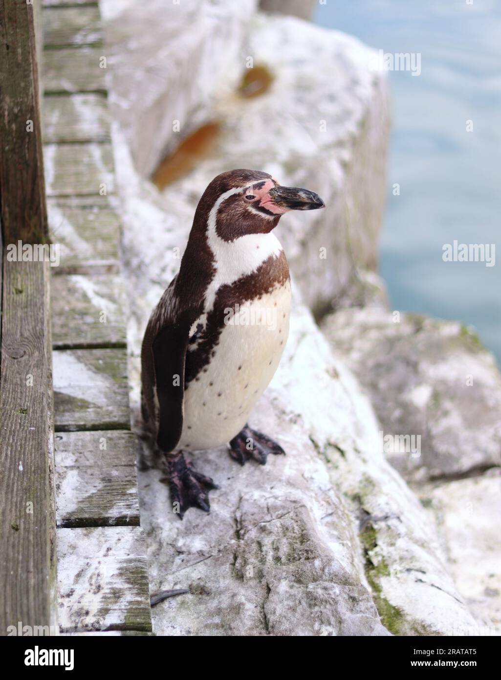 Adorable penguin hi-res stock photography and images - Alamy