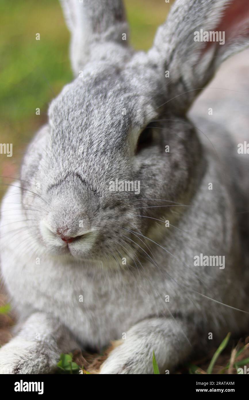 Grey rabbit hi-res stock photography and images - Alamy