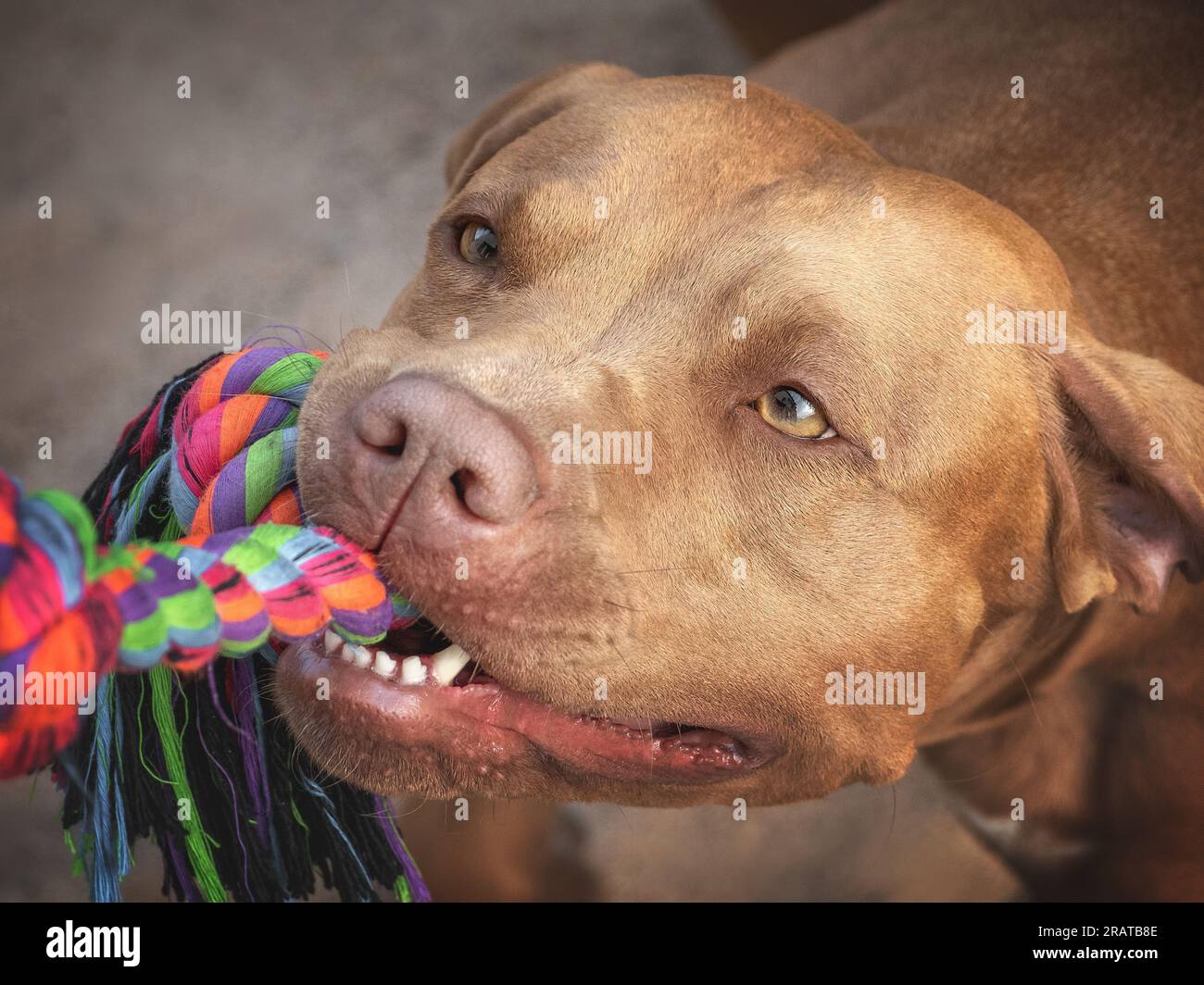 Cute dog and play rope. Close-up, outdoors Stock Photo - Alamy