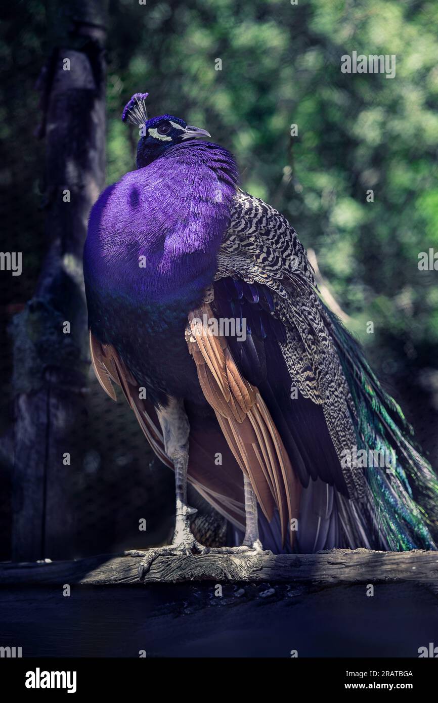Asian peacock hi-res stock photography and images - Alamy