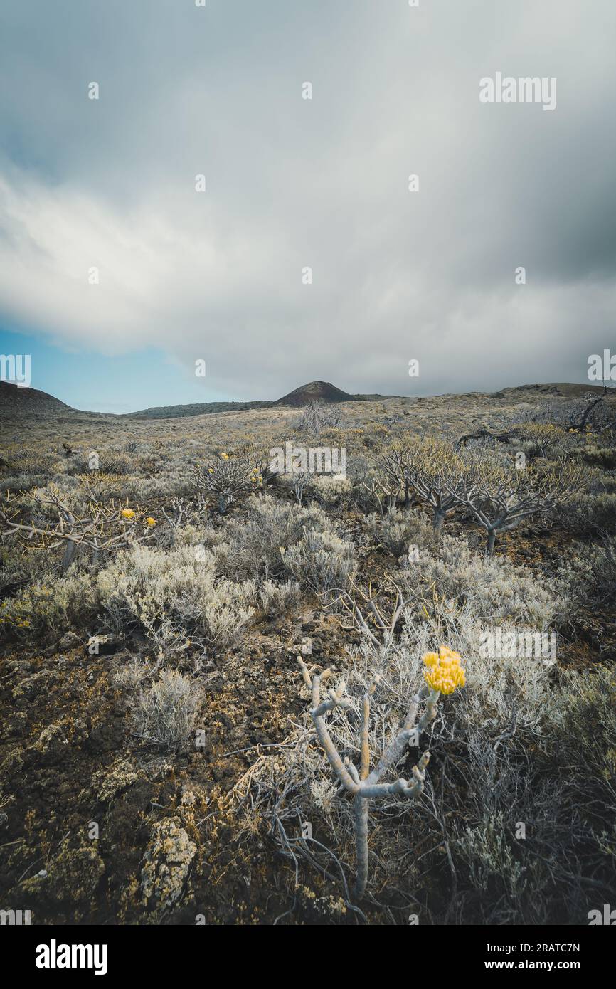 desertic and volcanic landscape in El Sabinal. El Hierro island. Canary ...
