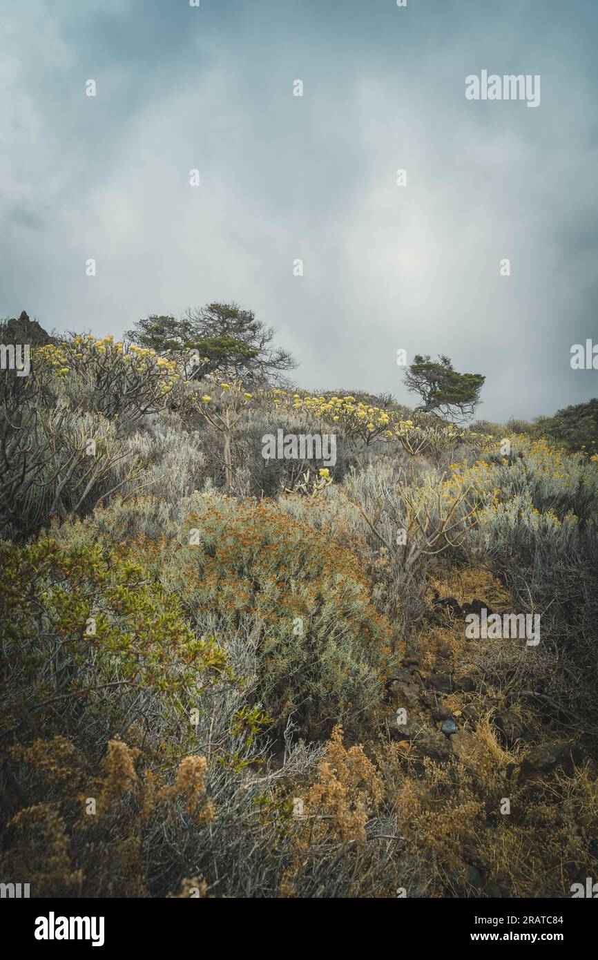 desertic and volcanic landscape in El Sabinal. El Hierro island. Canary ...