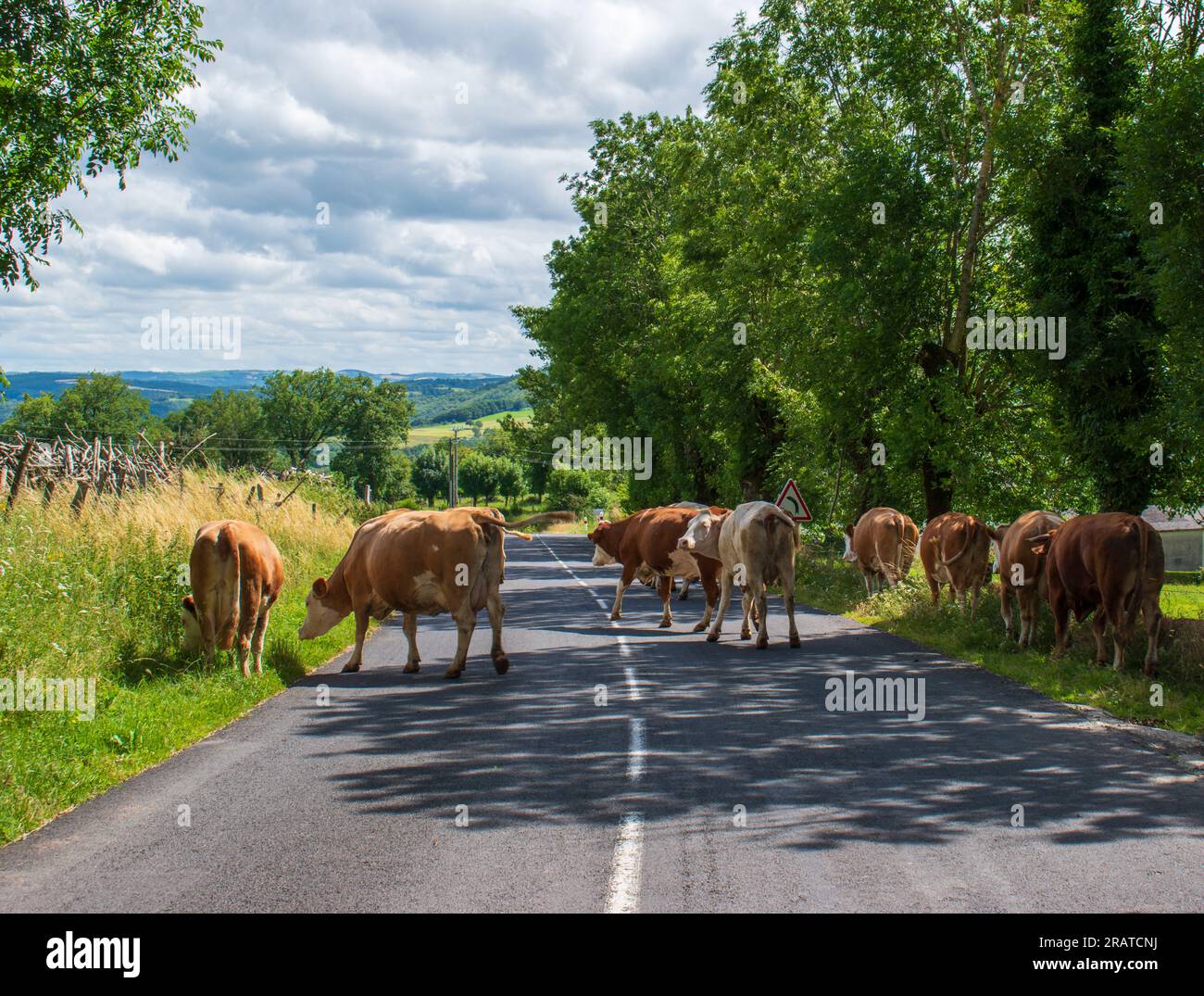 Herd of cows on the road in the Aubrac region of southern France Stock ...