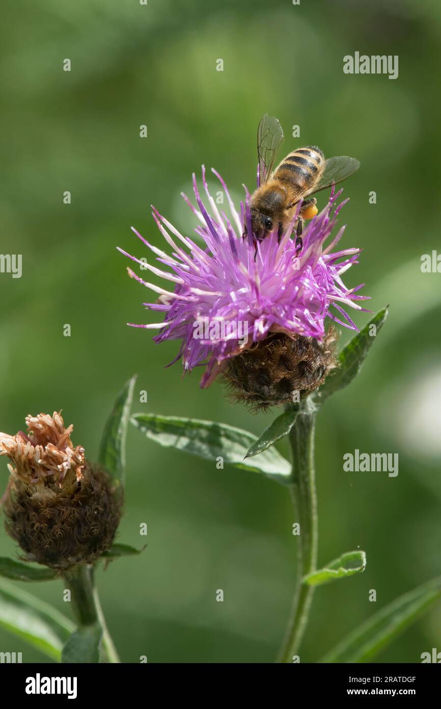Heavily loaded bees hi-res stock photography and images - Alamy