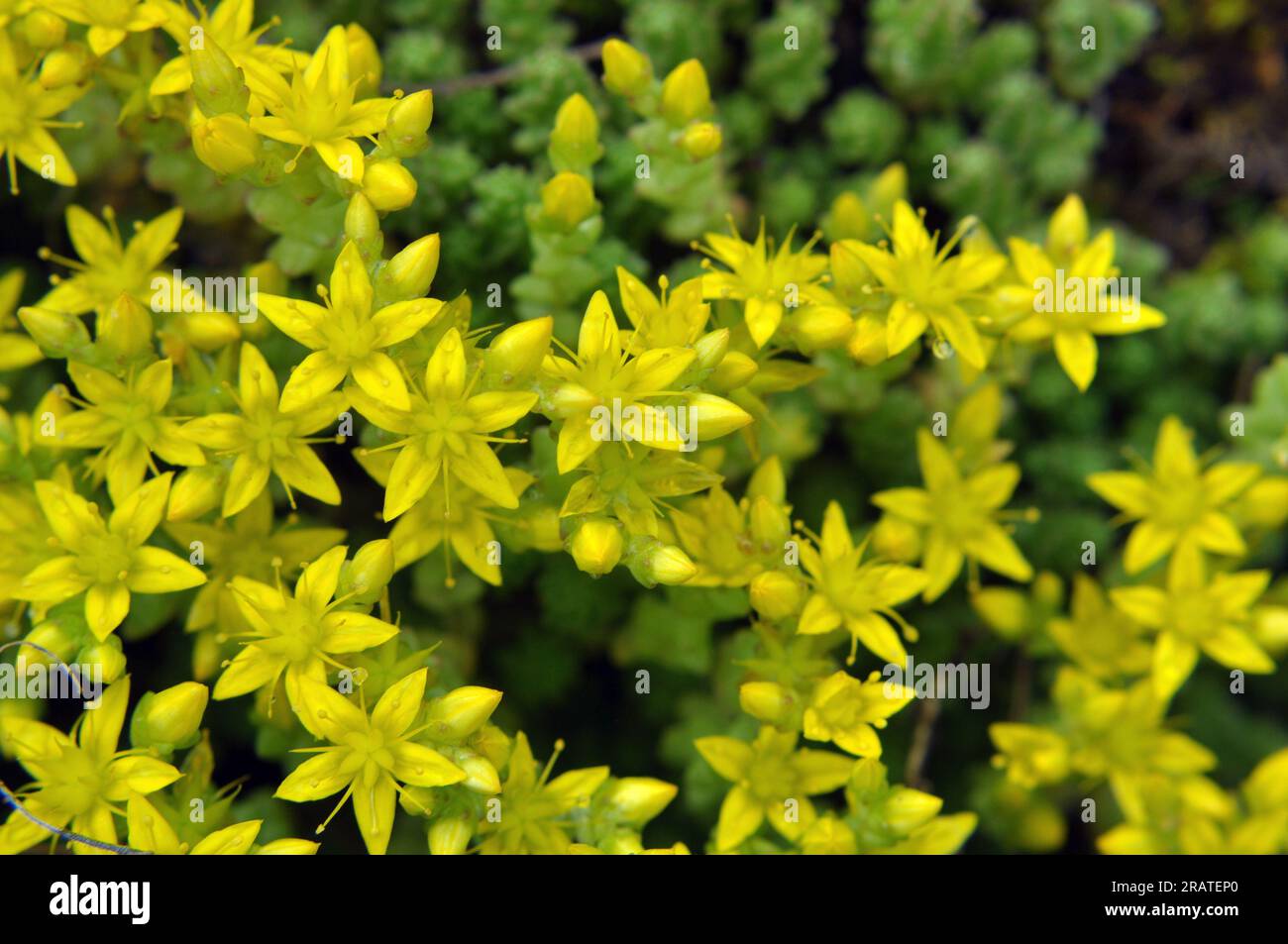 In the wild stonecrop (Sedum acre) grows on rocky soils Stock Photo - Alamy