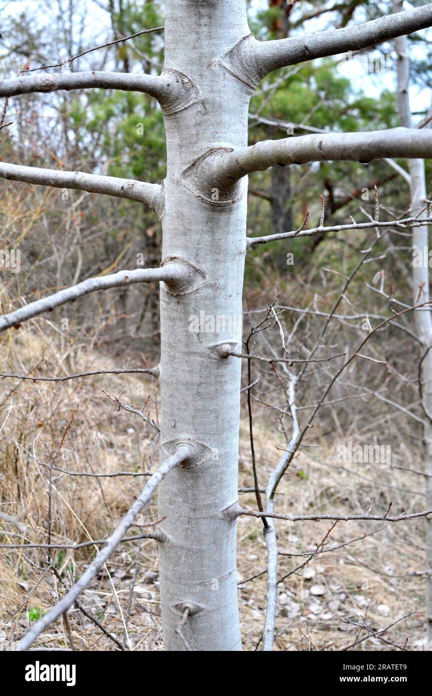 Aspen tree wood texture hi-res stock photography and images - Alamy