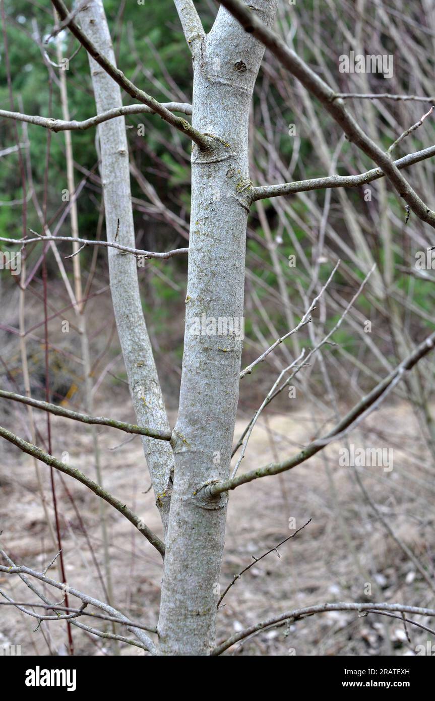 Aspen tree wood texture hi-res stock photography and images - Alamy
