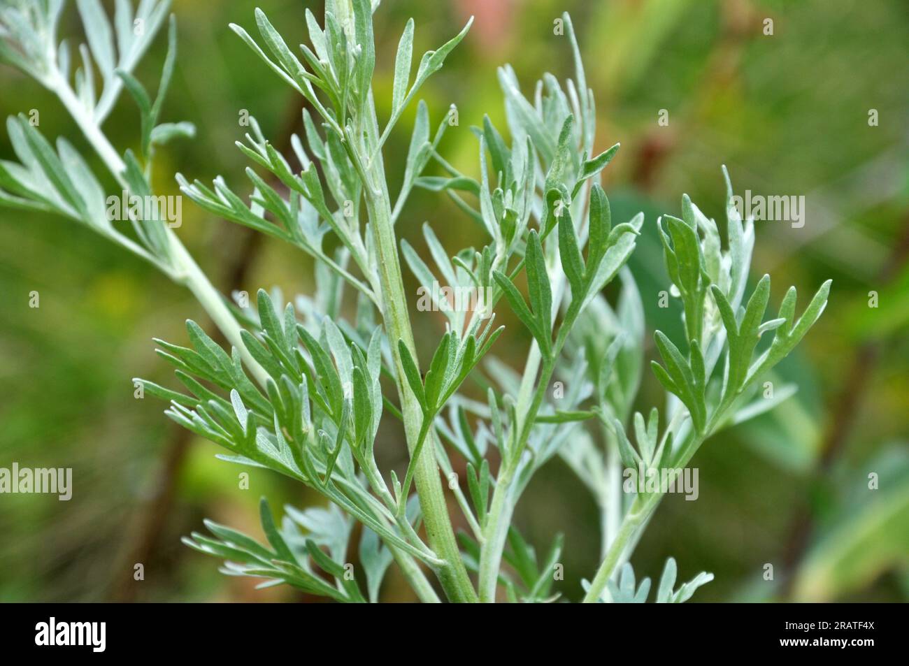 Bitter wormwood (Artemisia absinthium) bush grows in the wild Stock ...