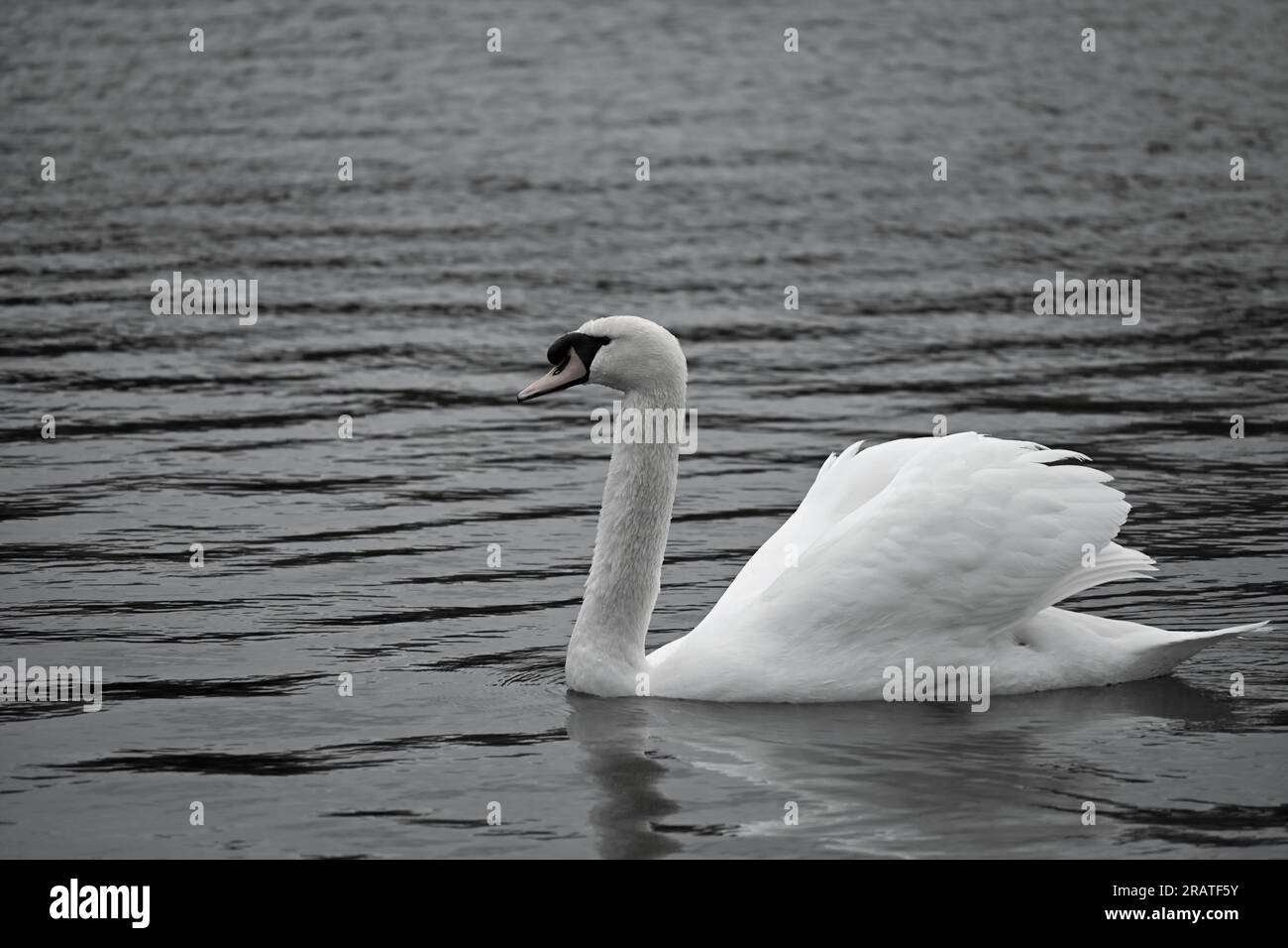 Lonely swan hi-res stock photography and images - Alamy