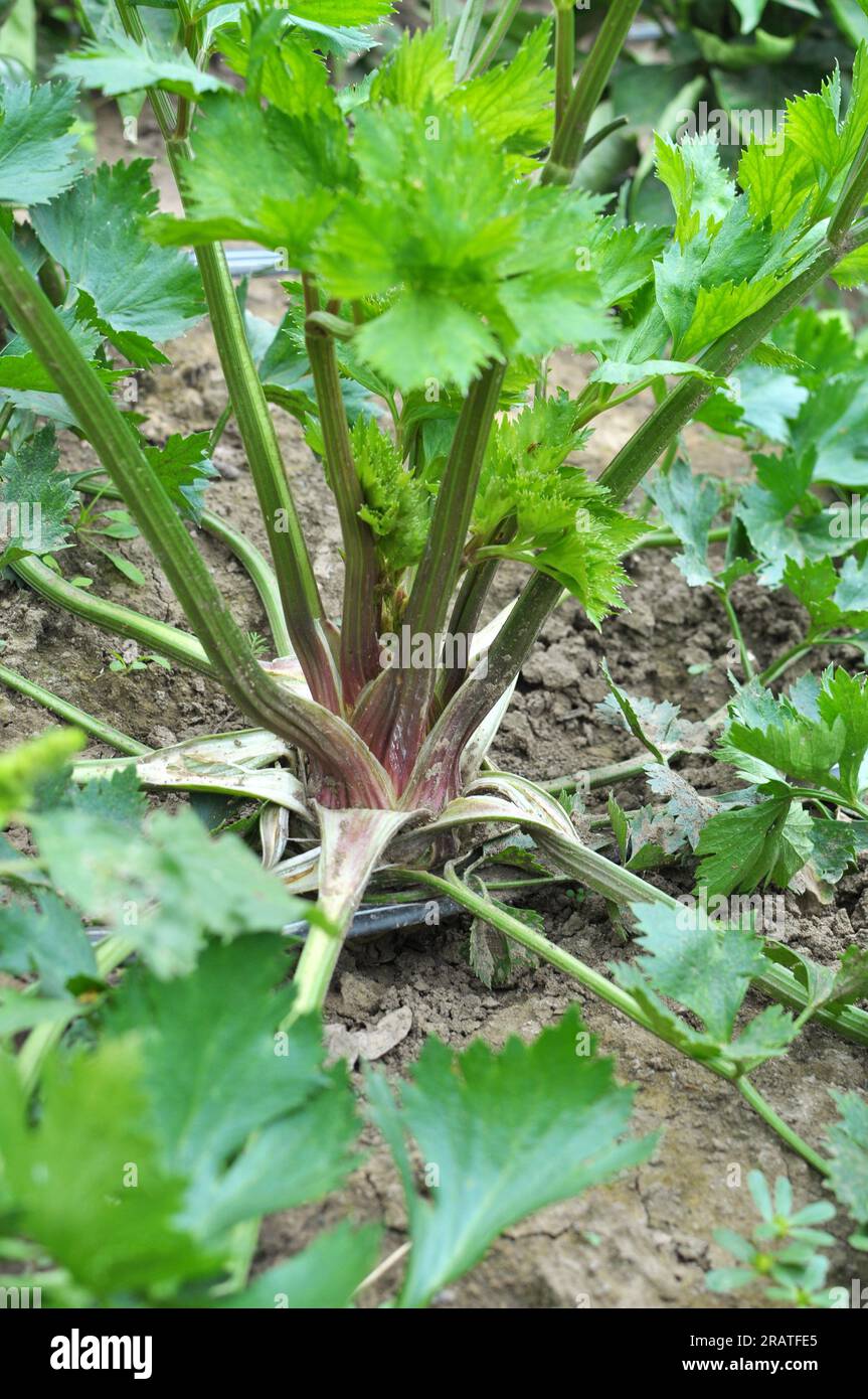 Celery grows in open organic soil with drip irrigation Stock Photo - Alamy