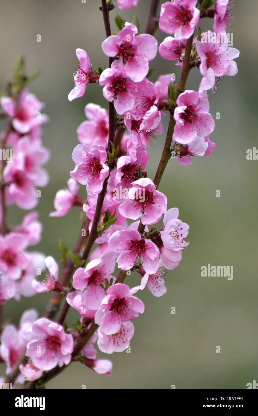 In the orchard on a tree branch blooms a peach Stock Photo - Alamy