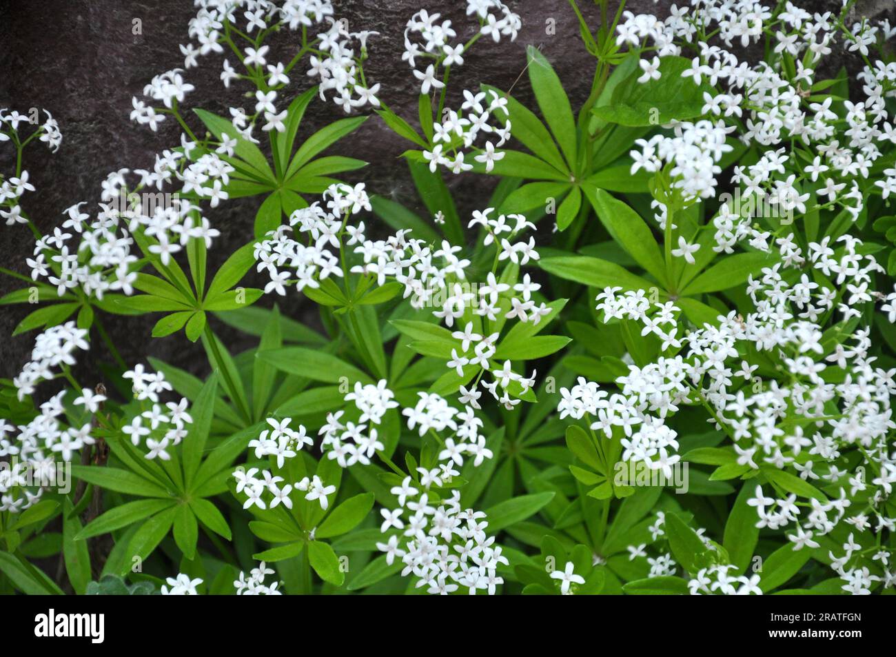 Bedstraw (Galium odoratum) blooms in spring in the wild in the forest ...