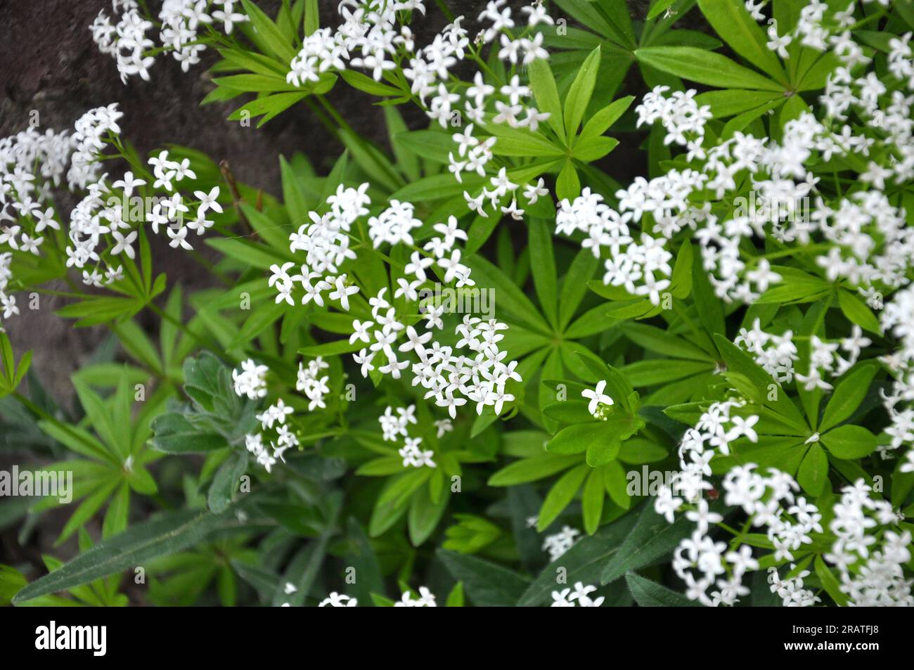 Bedstraw (Galium odoratum) blooms in spring in the wild in the forest ...