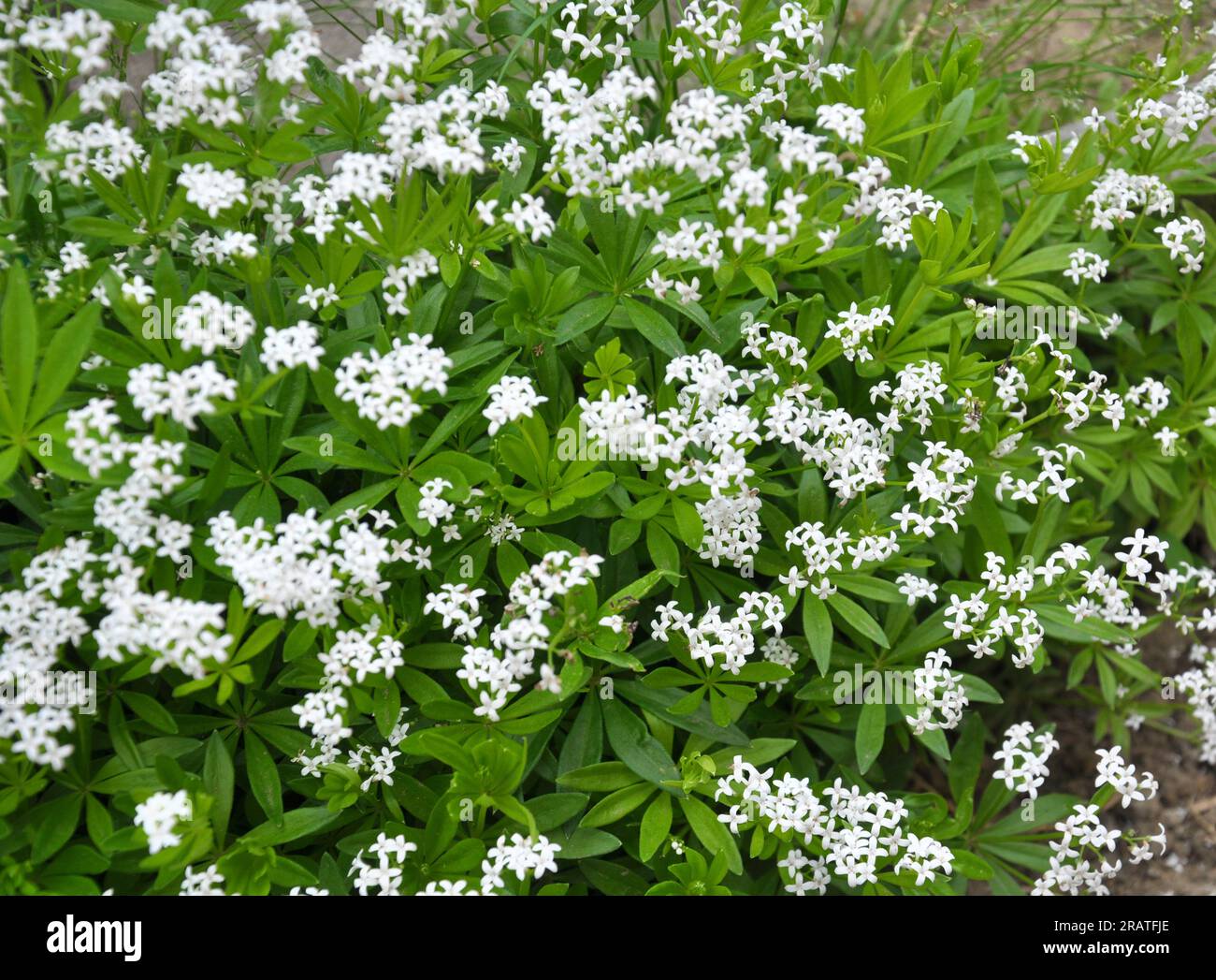 Bedstraw (Galium odoratum) blooms in spring in the wild in the forest ...