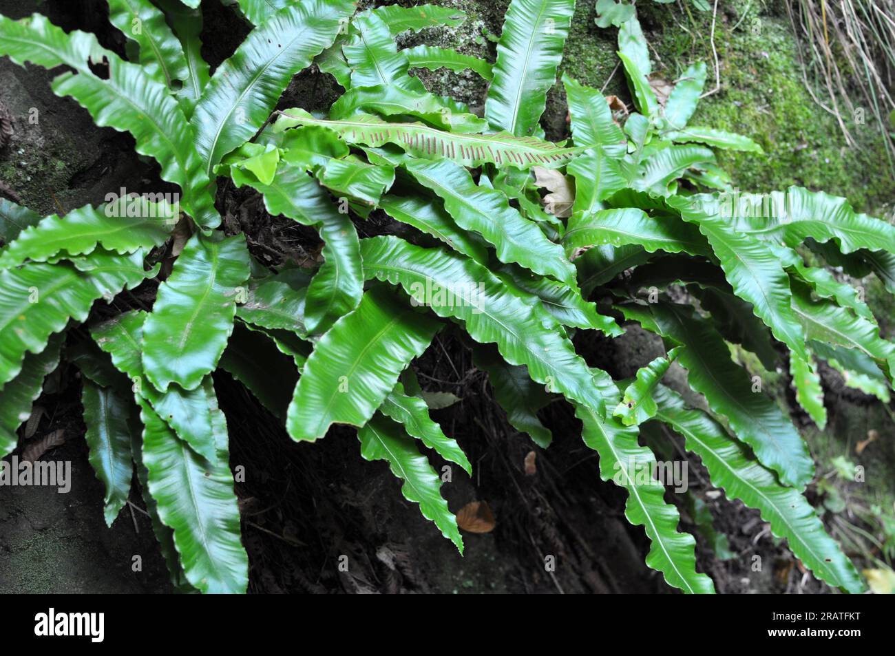 In the wild, ferns of Asplenium scolopendrium grow in the forest Stock ...