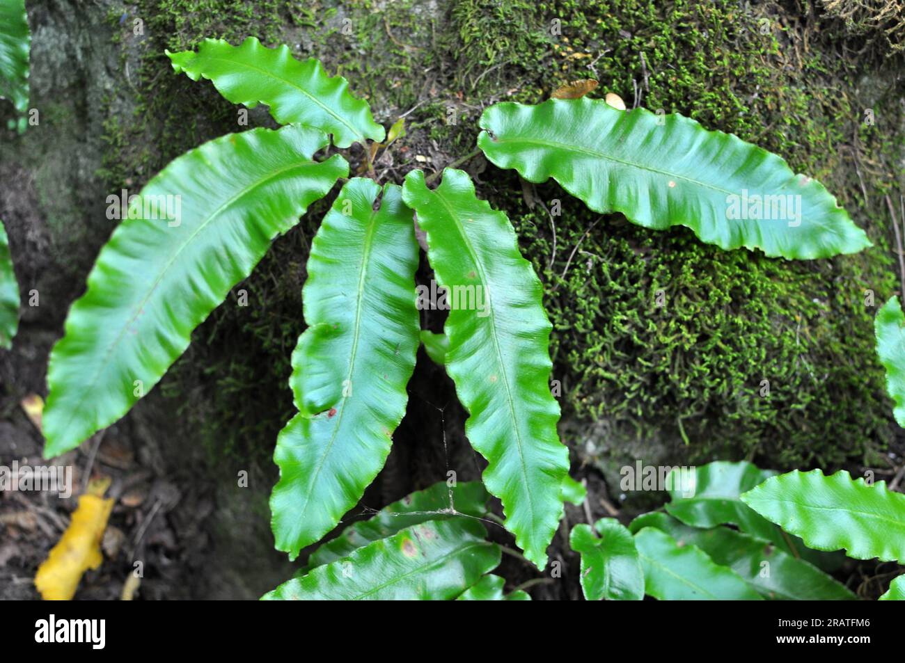 In the wild, ferns of Asplenium scolopendrium grow in the forest Stock ...