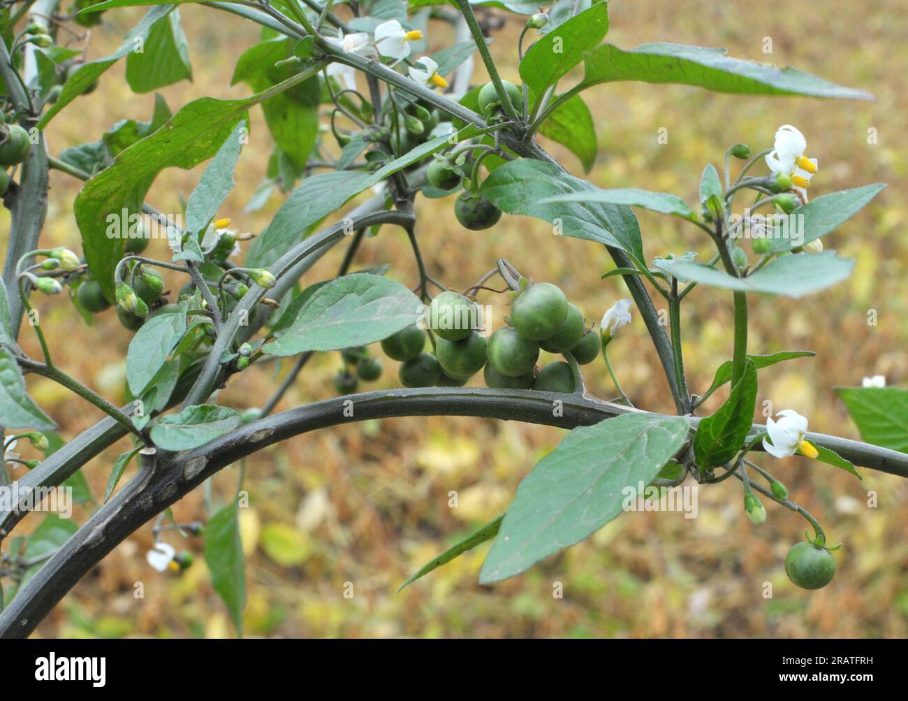 In nature grows plant with poisonous berries nightshade (Solanum nigrum ...
