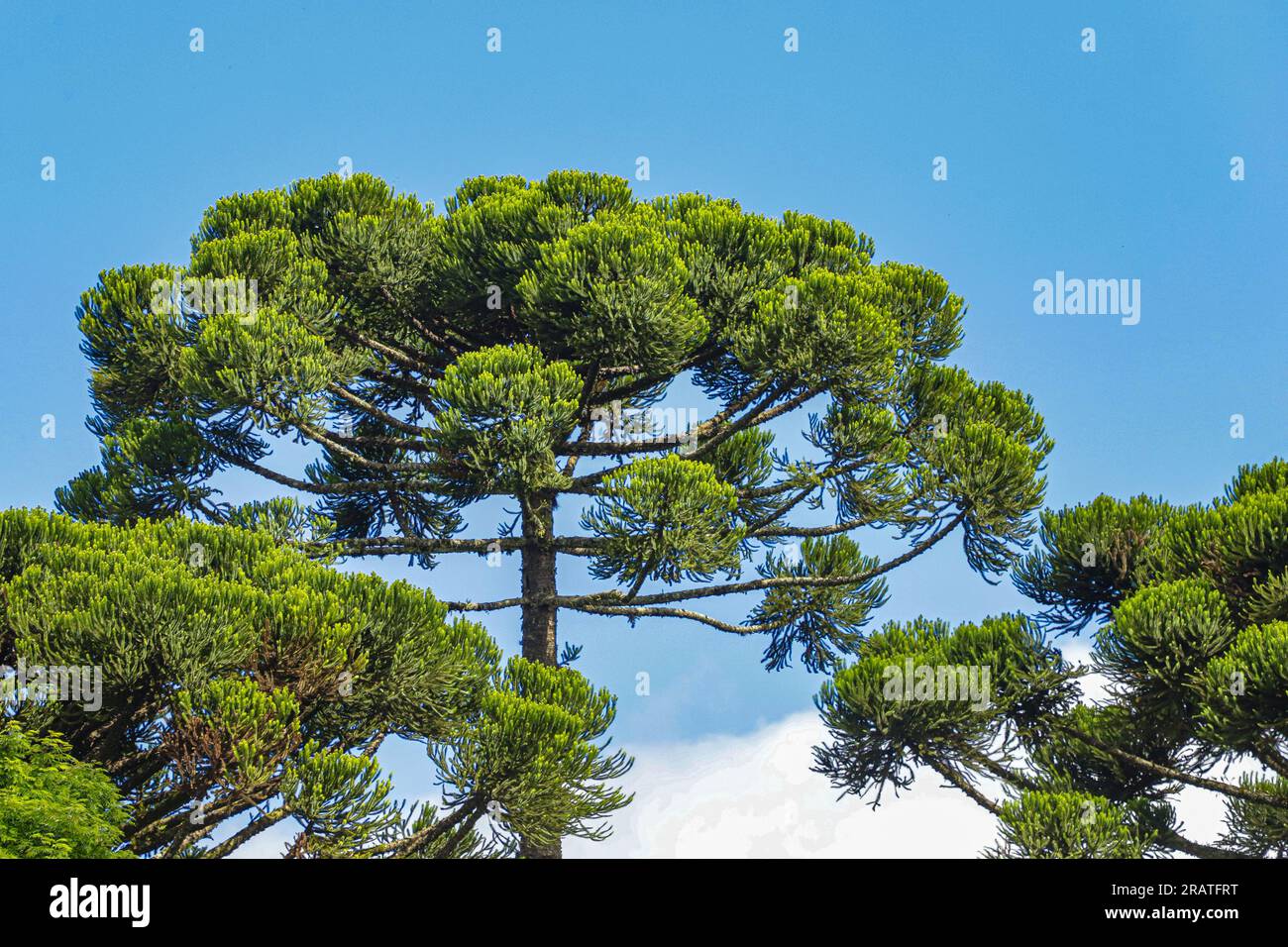 Three crowns of the tree known as araucaria (Araucaria angustifolia ...