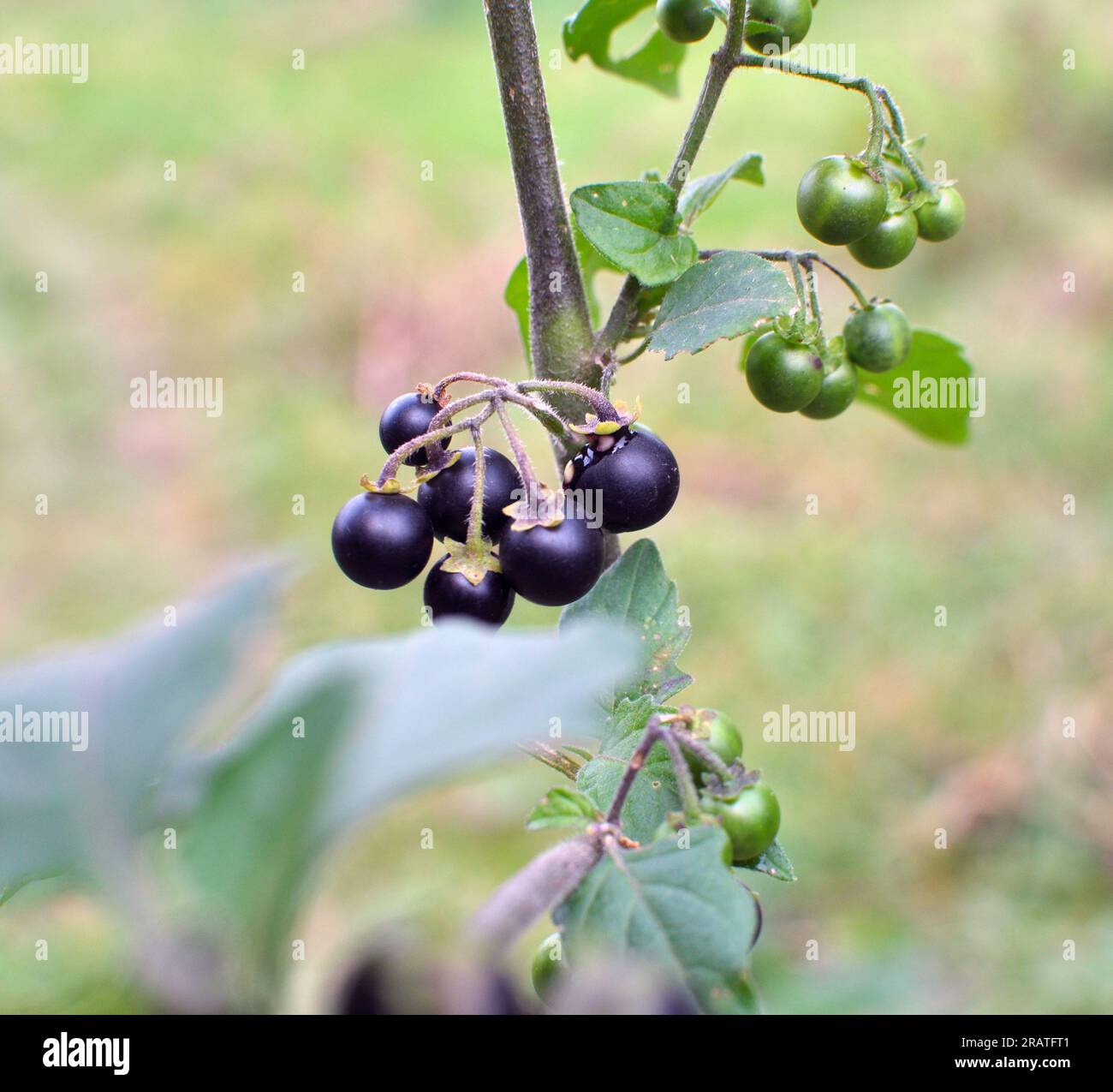 In nature grows plant with poisonous berries nightshade (Solanum nigrum ...