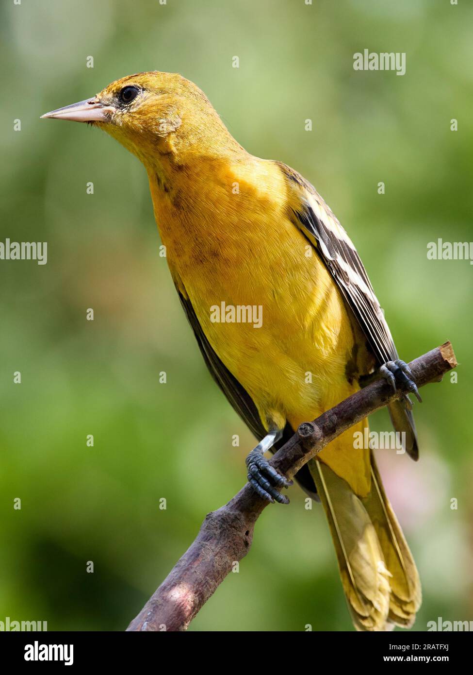 Baltimore oriole perched hi-res stock photography and images - Alamy