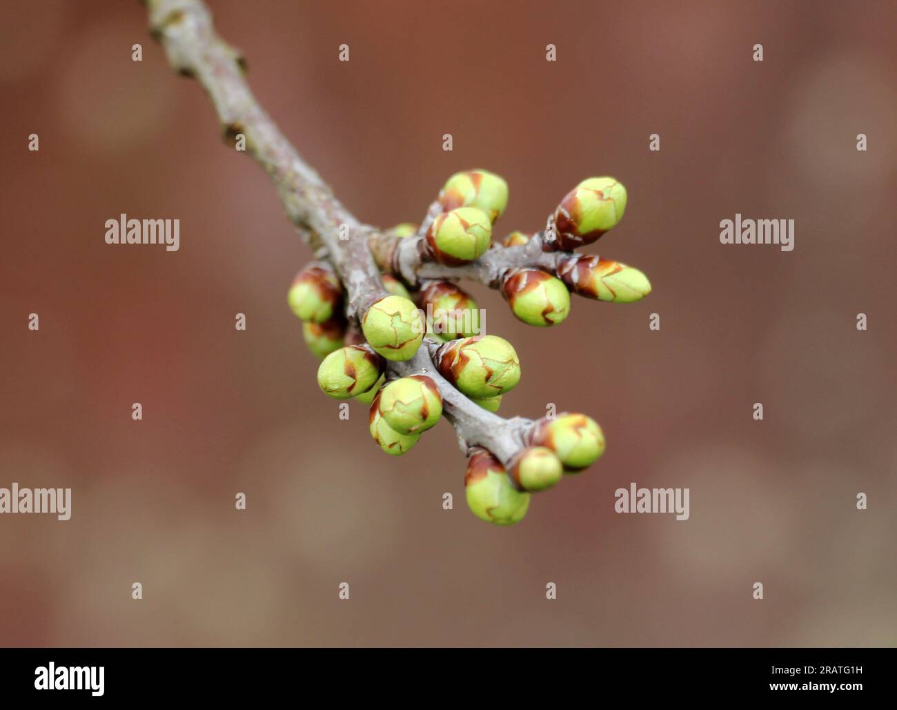 Swollen buds on tree hi-res stock photography and images - Alamy