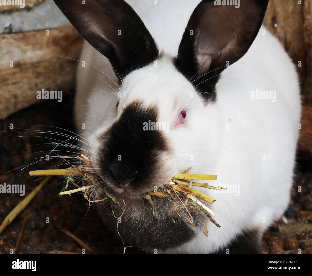 Pregnant female rabbit of California breed with hay in teeth for ...