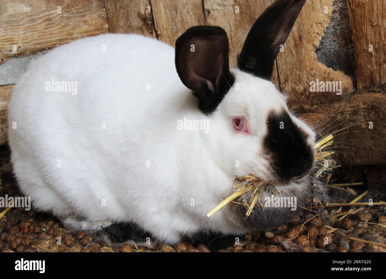 Pregnant female rabbit of California breed with hay in teeth for ...
