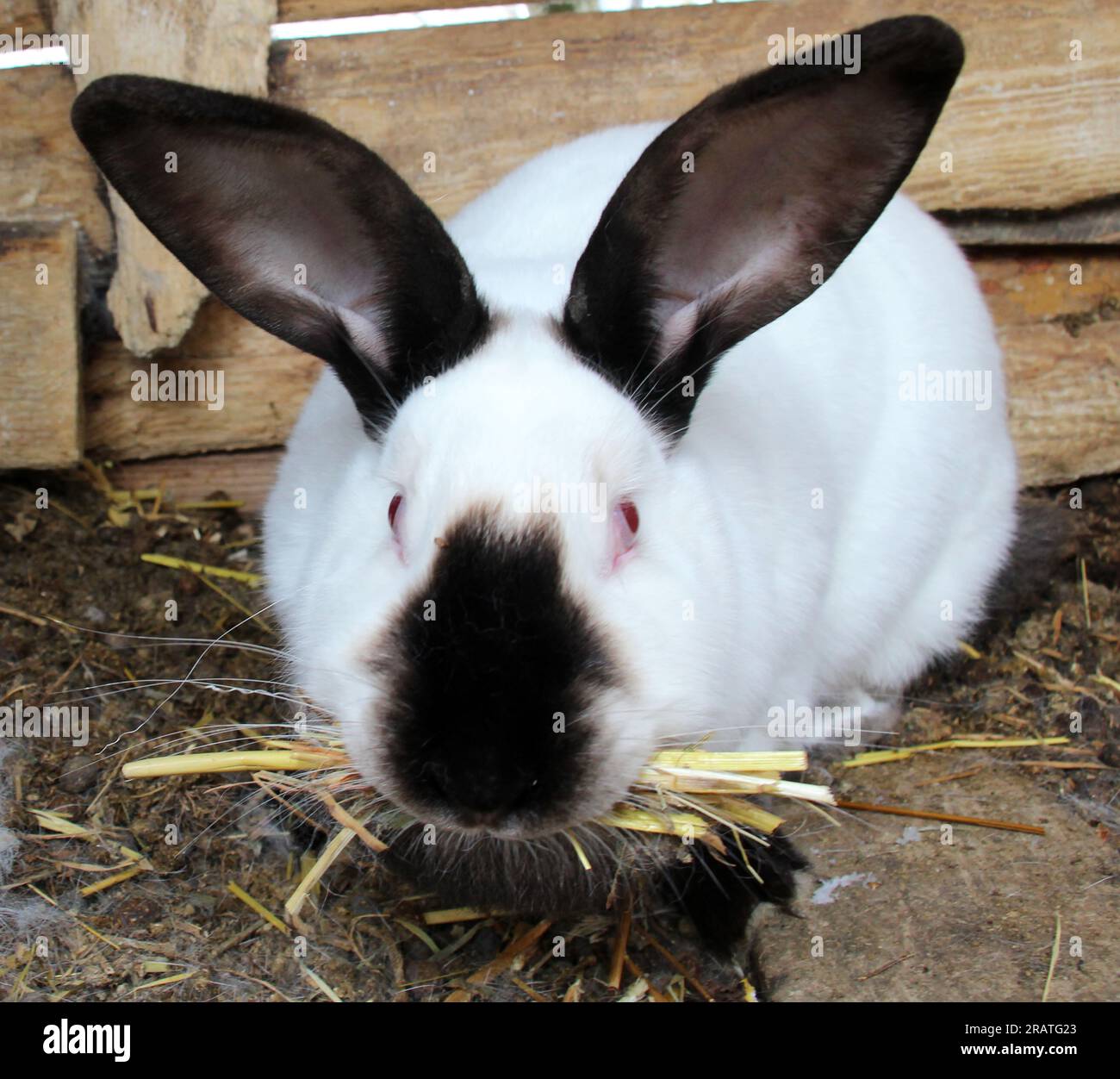 Pregnant female rabbit of California breed with hay in teeth for ...