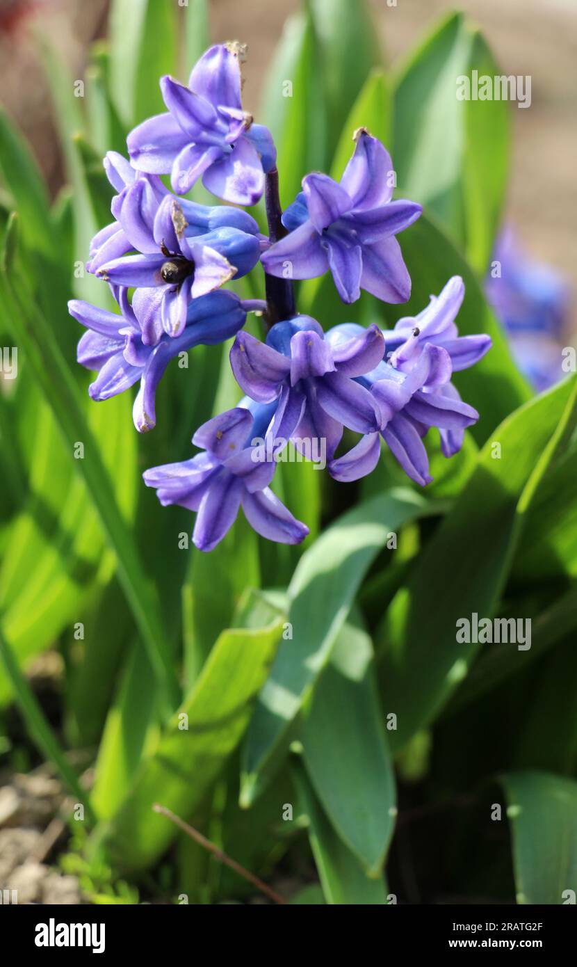 Purple hyacinths in flowerbed hi-res stock photography and images - Alamy