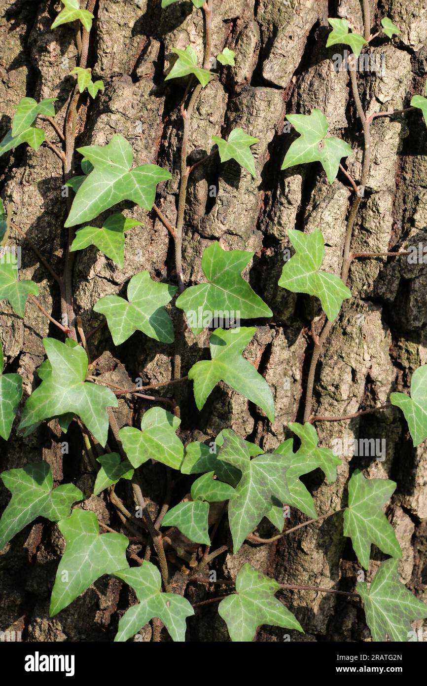 Ivy (Hedera helix) is a wild evergreen climbing plant that stretches ...