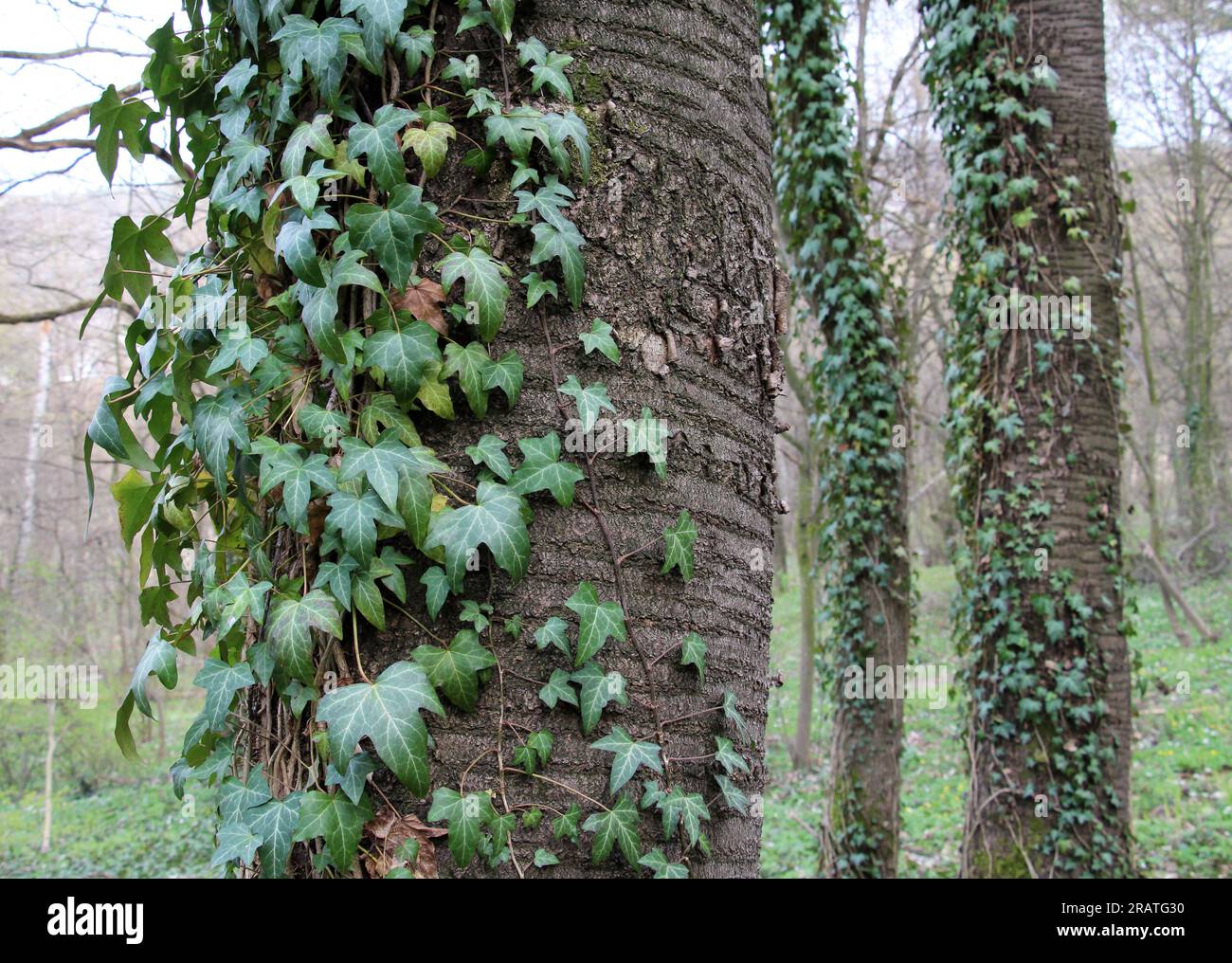 Ivy (Hedera helix) is a wild evergreen climbing plant that stretches ...