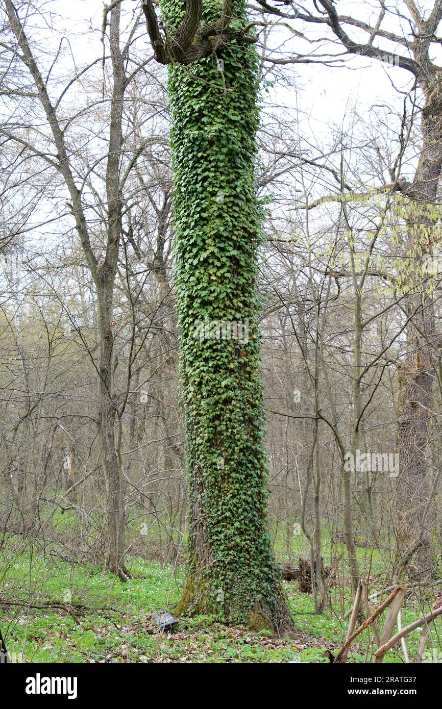 Ivy (Hedera helix) is a wild evergreen climbing plant that stretches ...